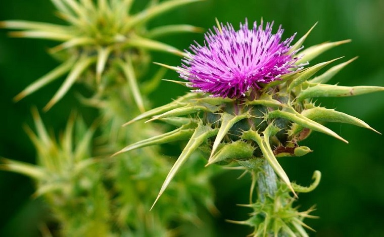 Come Scegliere Il Migliore Cardo Mariano e Modalità D'Uso – Rudy Casera